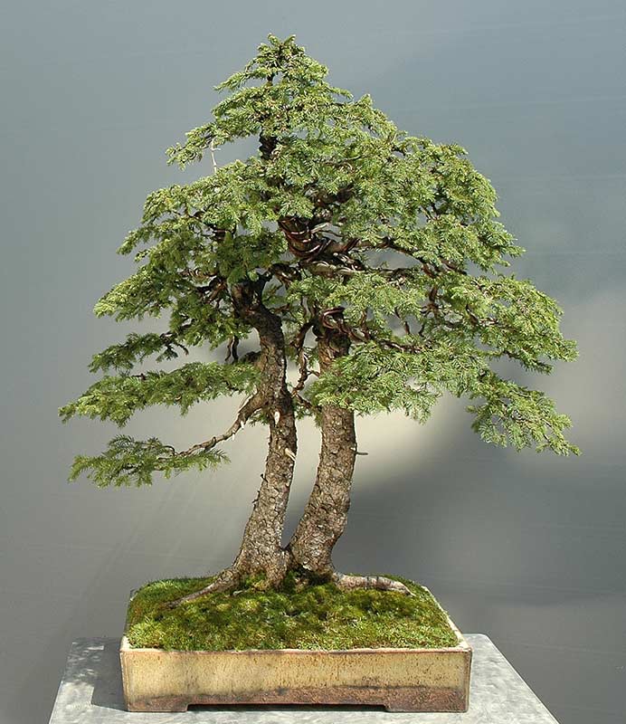 Walter Pall Bonsai Adventures: European Spruce #82