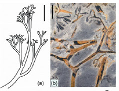 Sciency Thoughts: The first leaves; leafy plant fossils from the Early ...