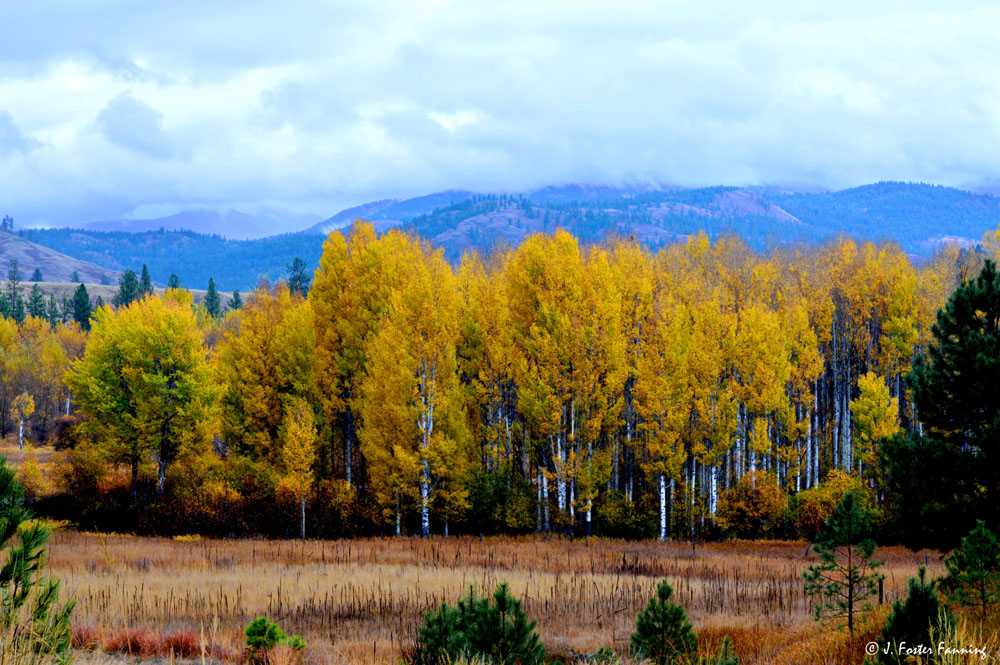 Ferry County, Washington State, U.S.A.: Major Flora of Ferry County