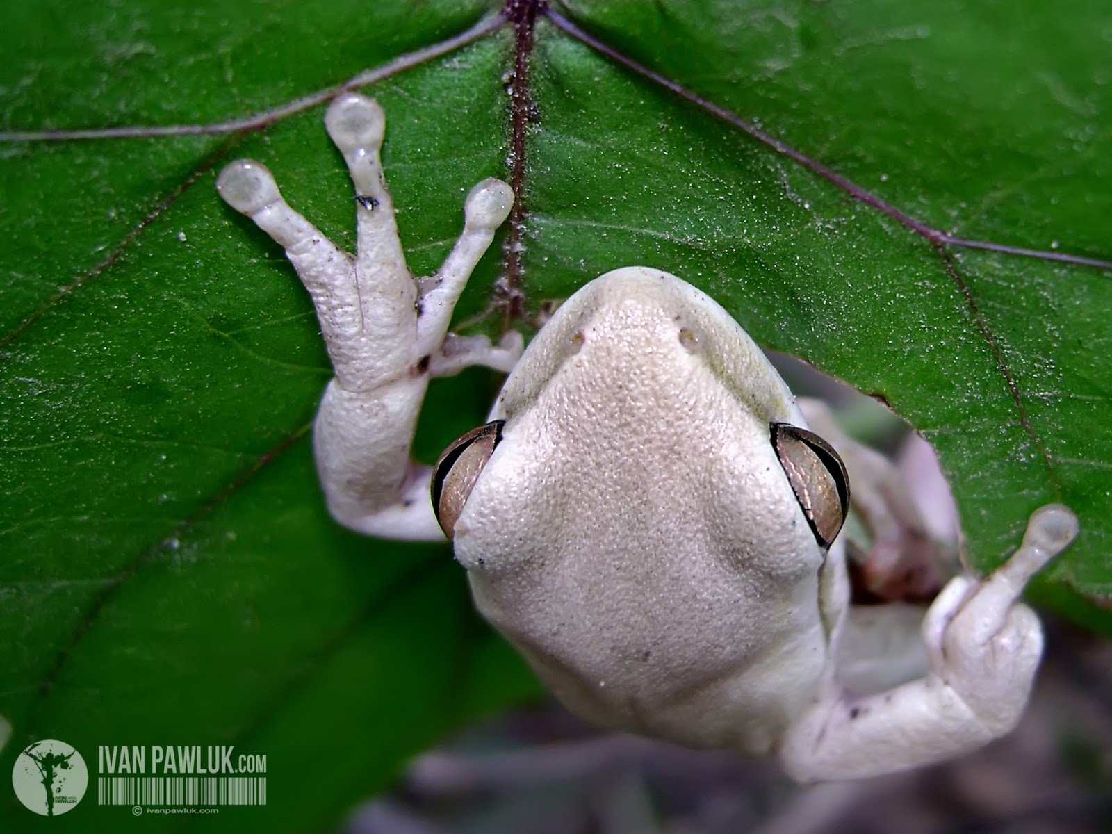 BioPhotos Ivan Pawluk - Biodiversidad