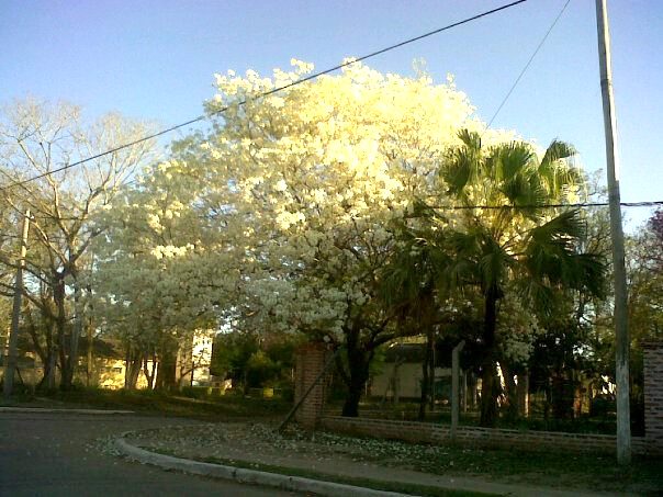 v e r d e c h a c o: Lapacho