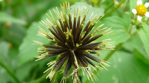 Aromas do Cumbuco: PICÃO - E SUAS PROPRIEDADES MEDICINAIS