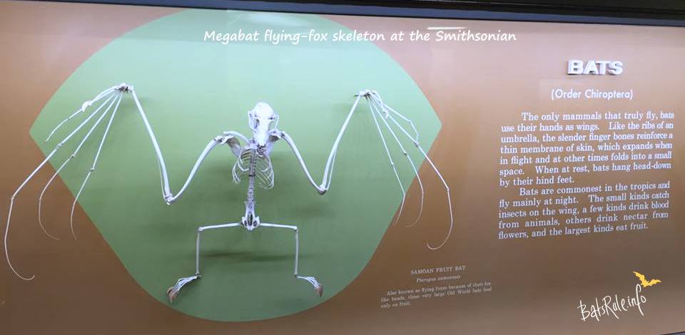 Megabat flying-fox skeleton at the Smithsonian