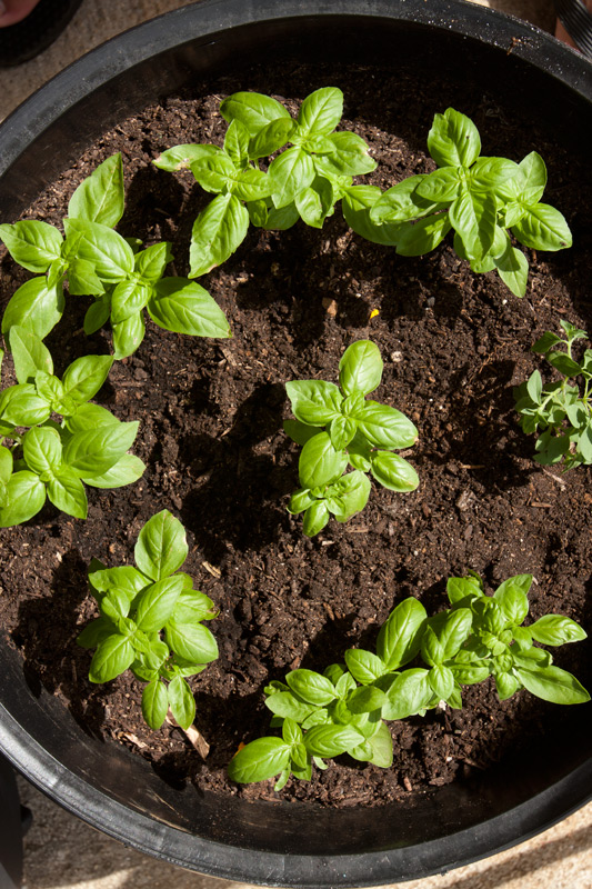 Sweet Basil & Lemon Basil ~ Adventures in Gardening Pohnpei, Micronesia