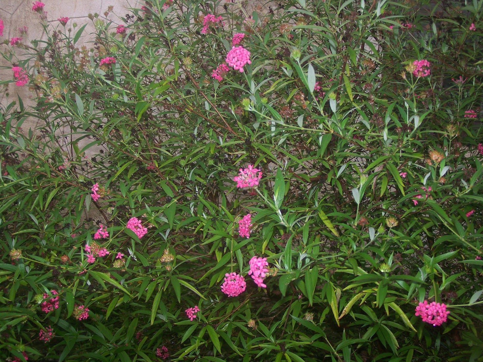 my rustic bajan garden: Garden Blogger's Bloom Day October 2017