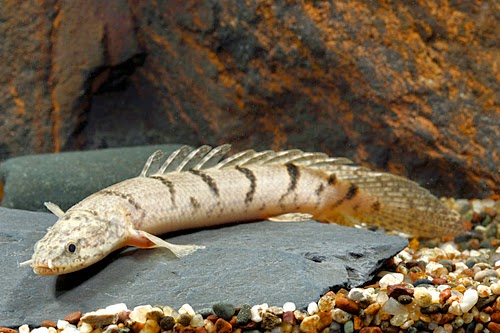 Walking Fish Reveal how our ancestors evolved Into Land - Fish Lovers