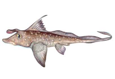 Los animales en la prehistoria: julio 2013