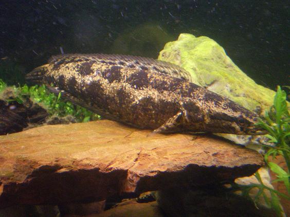 My Life: Snakehead Fish Family @ Ikan Berkepala Ular ;-p