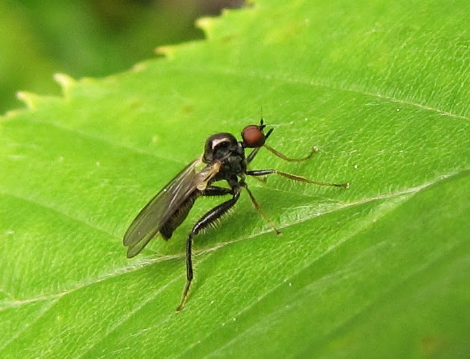Bug Eric: Hybotid Dance Flies