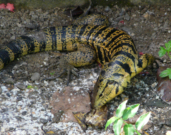 A Trini Inspired By Nature: Naturalist Notes: Golden Tegu Lizard