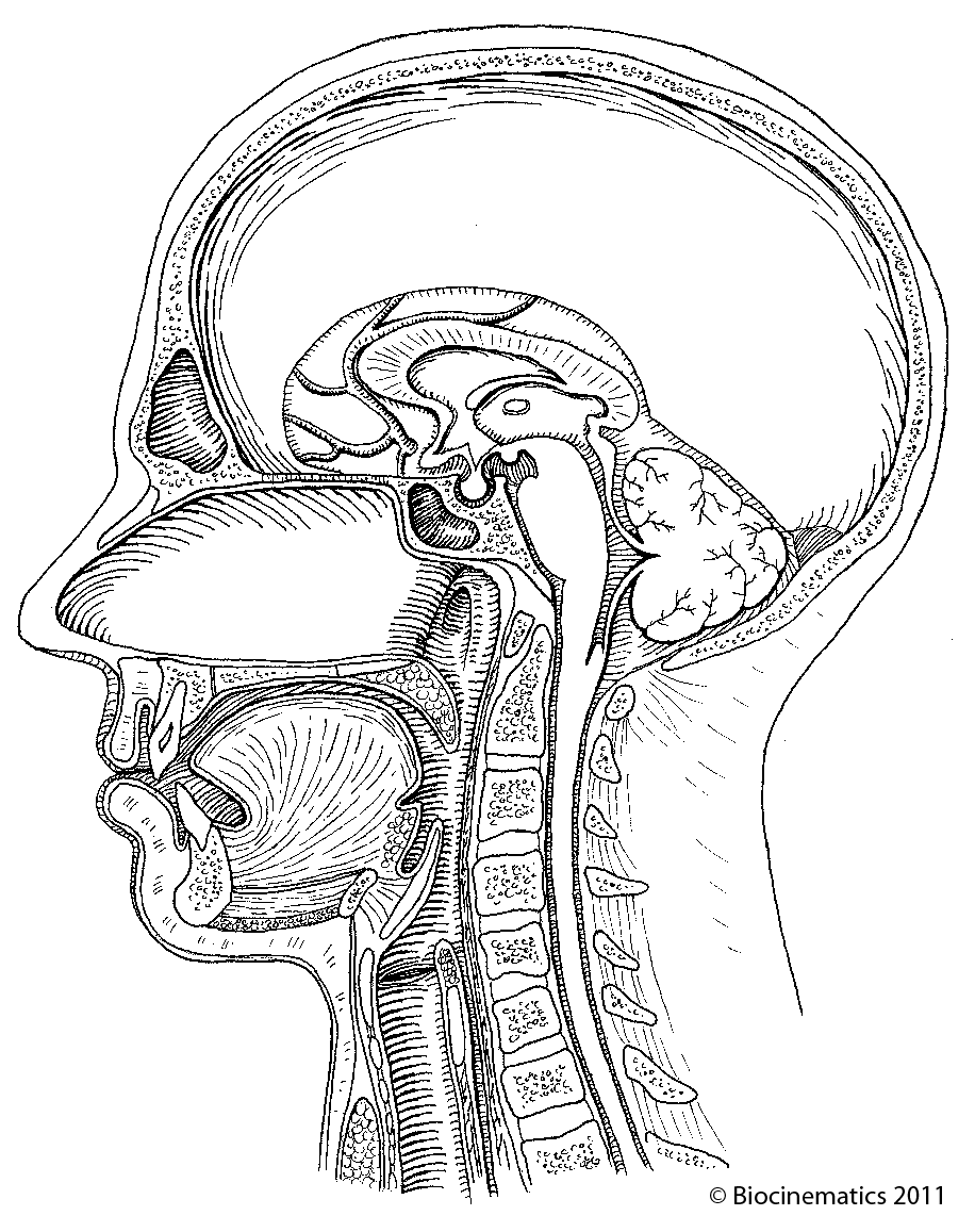 Biocinematics: Pharynx and larynx