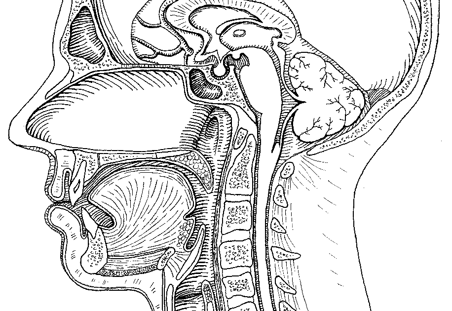 Biocinematics: Pharynx and larynx