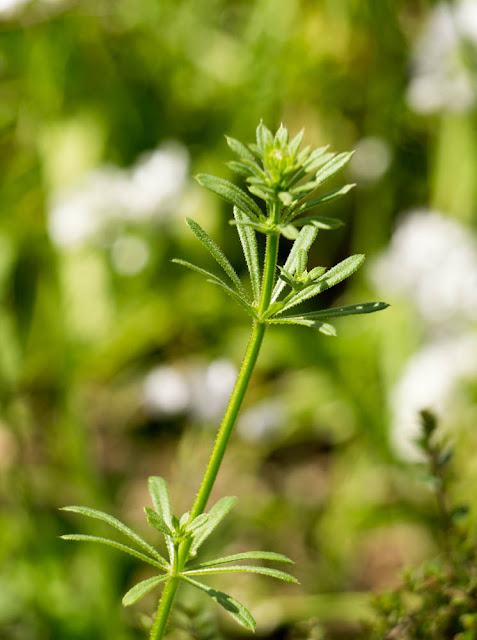 Plantas de Huerta Otea, Salamanca: Galium (Galium spurium)