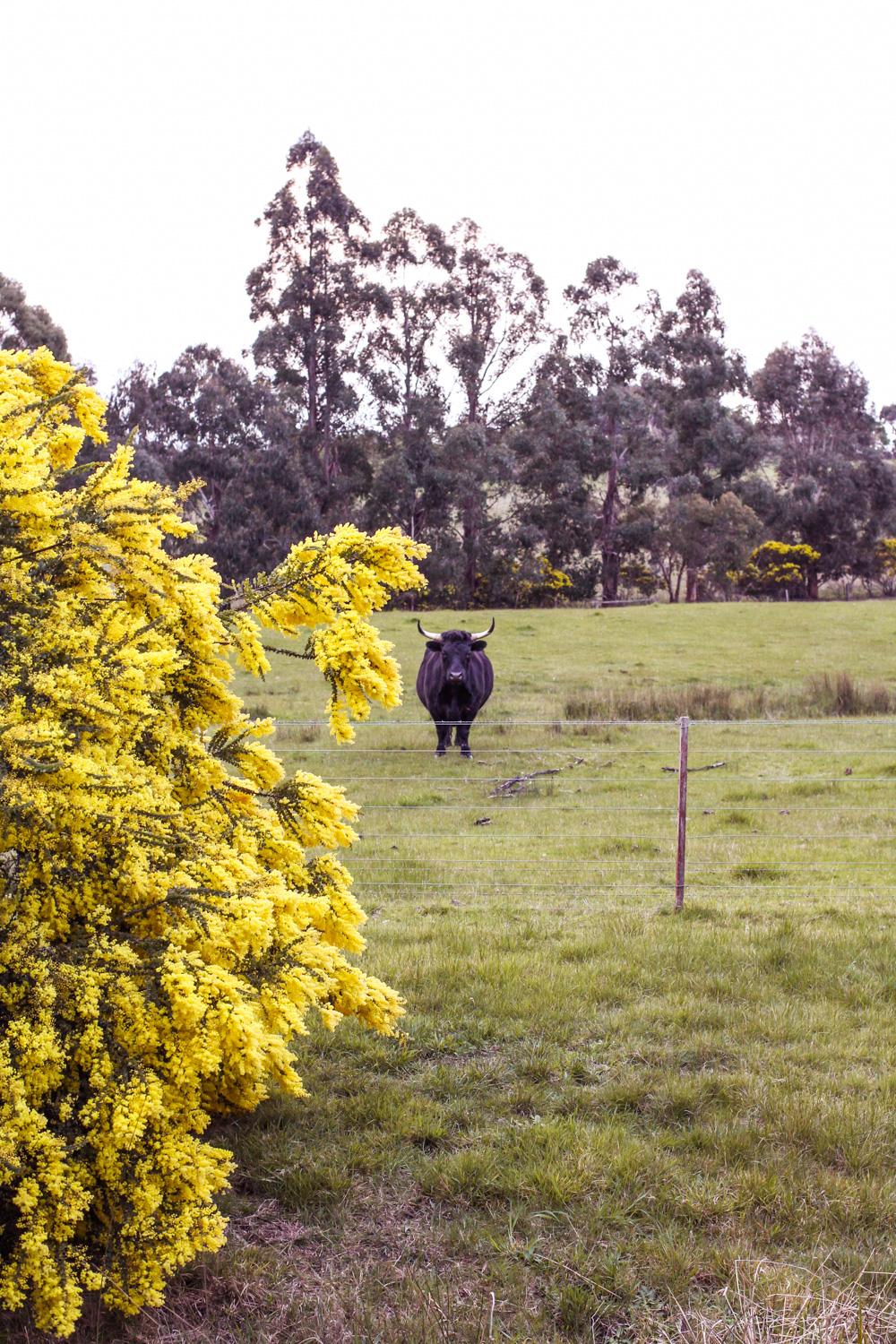 Wattle and Velvet - Finding Femme