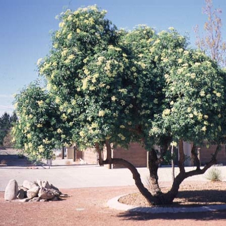 MALINALLI · herbolaria médica: SAUCO, elder or elderberry - Sambucus ...