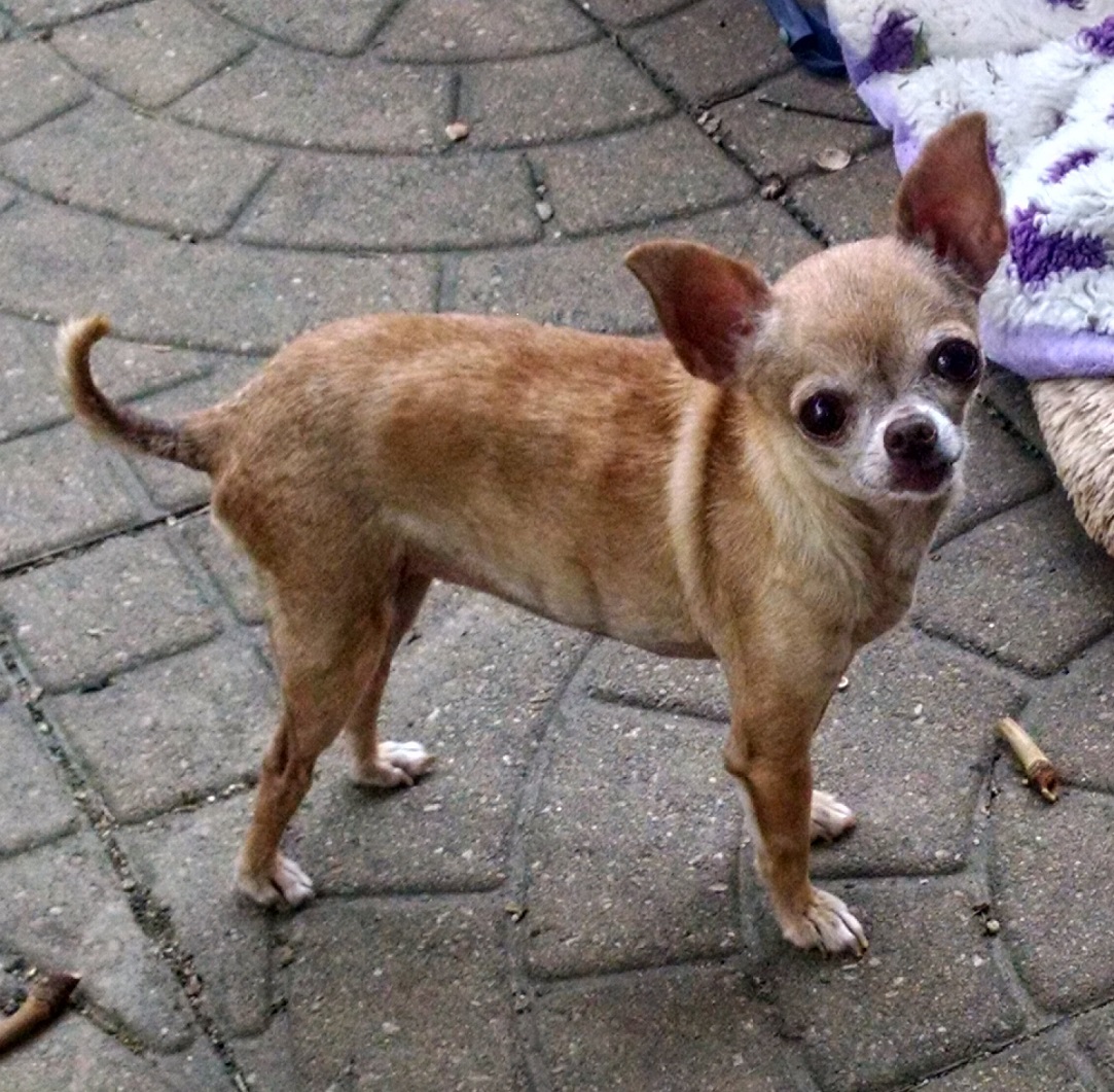 Cowley County Humane Society Blog: December 2015