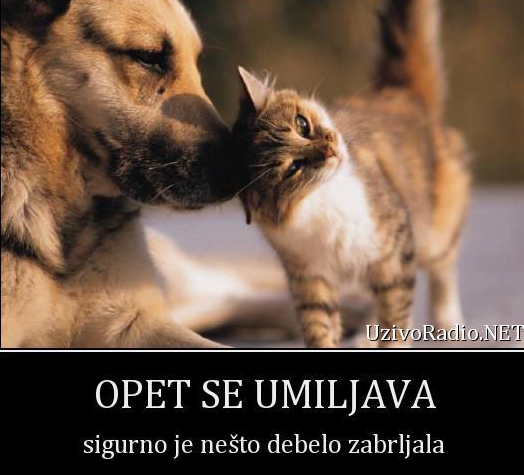 Najgluplje glupe smiješne stvari izreke anegdote aforizmi izjave i ...