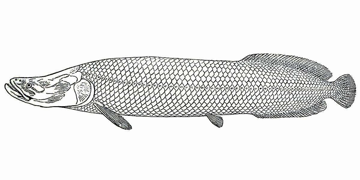 Arapaima Gigas Fish Coloring Pages - Best Coloring Pages For Kids