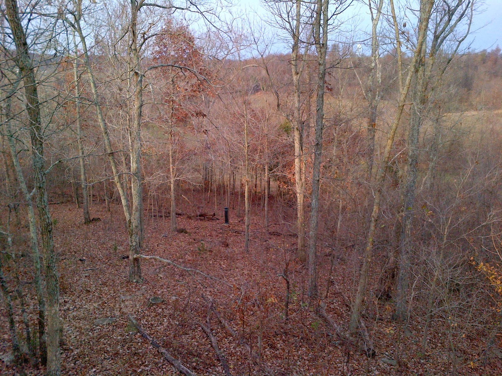 Rare Breed Whitetail Hunting: View from a deer stand