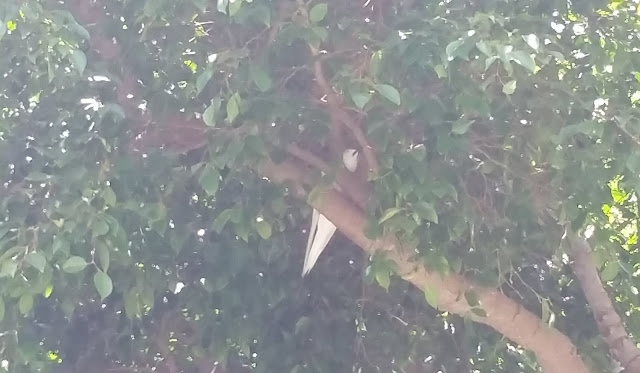 My Summer Vacation: Manu o Ku Festival