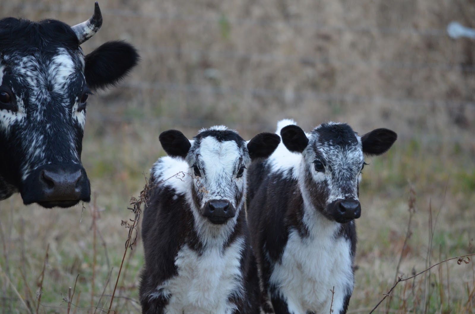 terravita farms: Randall Cattle: New Arrivals!