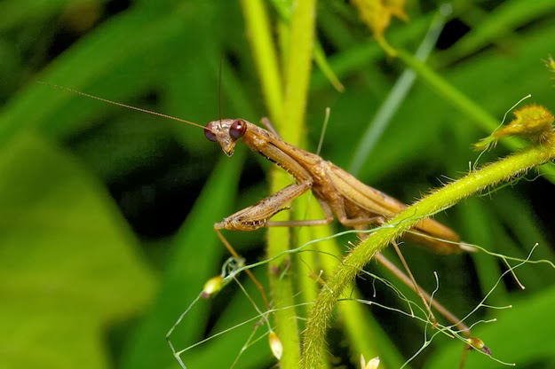 Extreme Macro Photography - Jefz Lim Photography