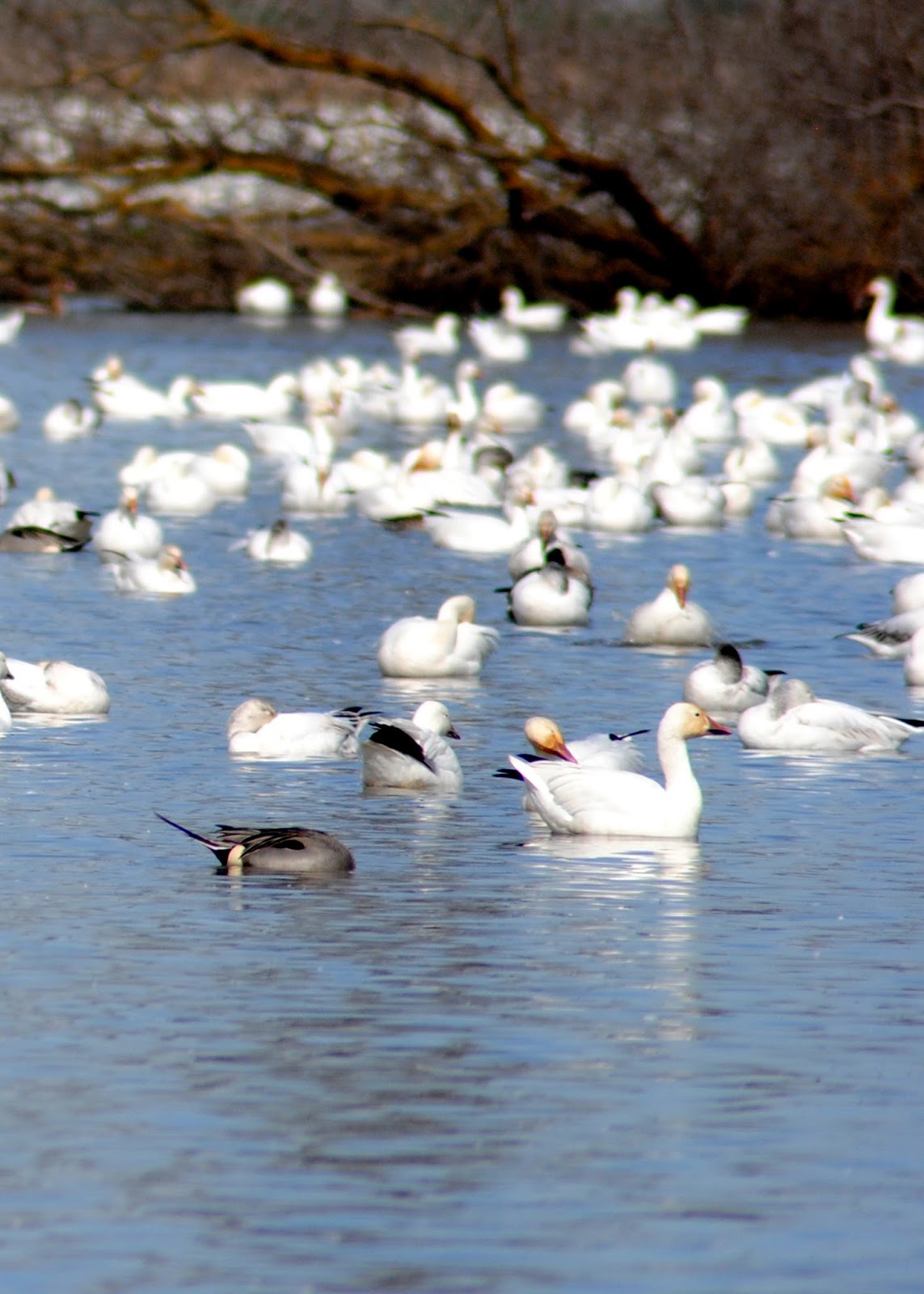 Adventures through Photography: Merced National Wildlife Refuge - Duck ...