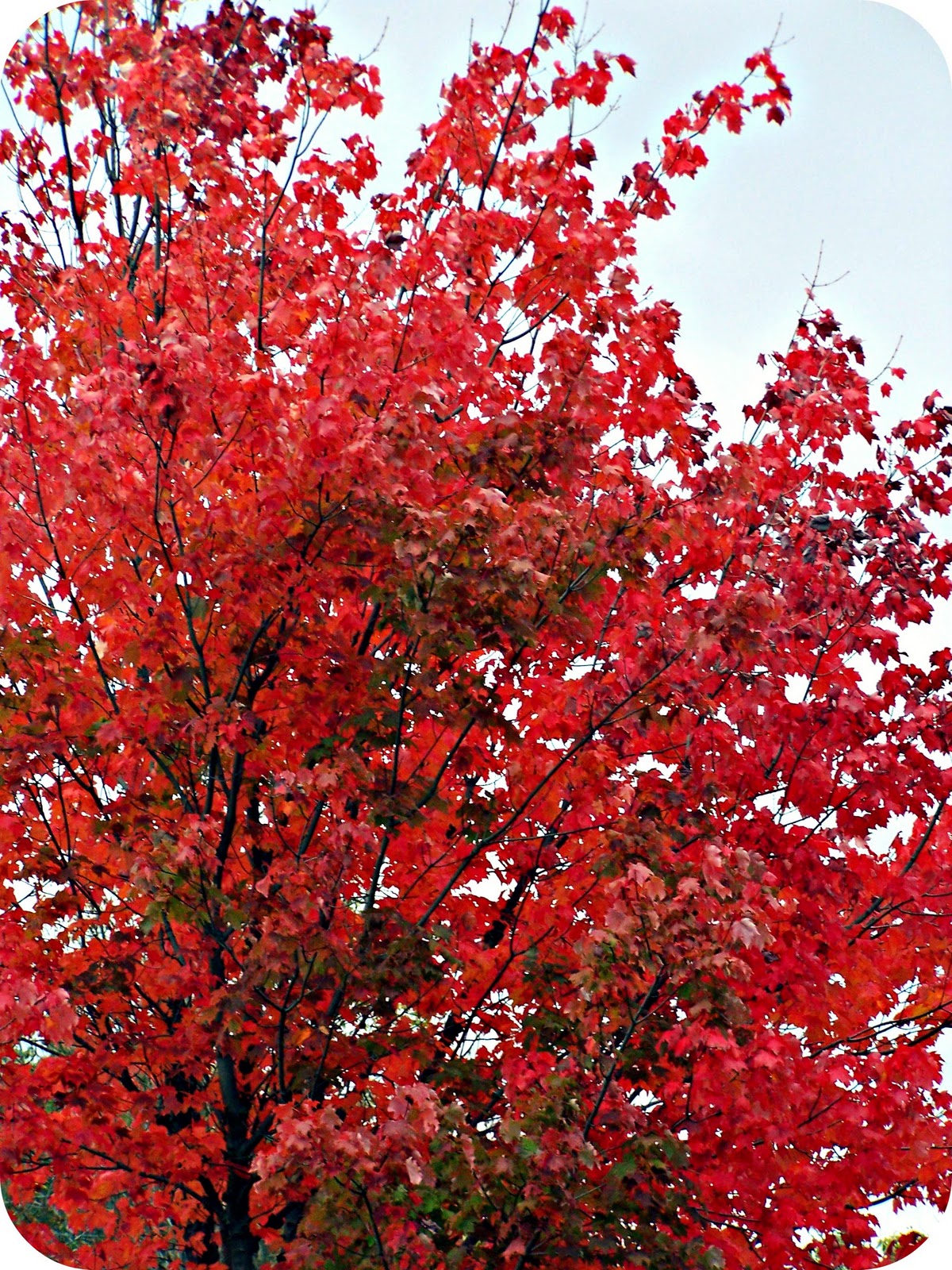 Poetry Without Words