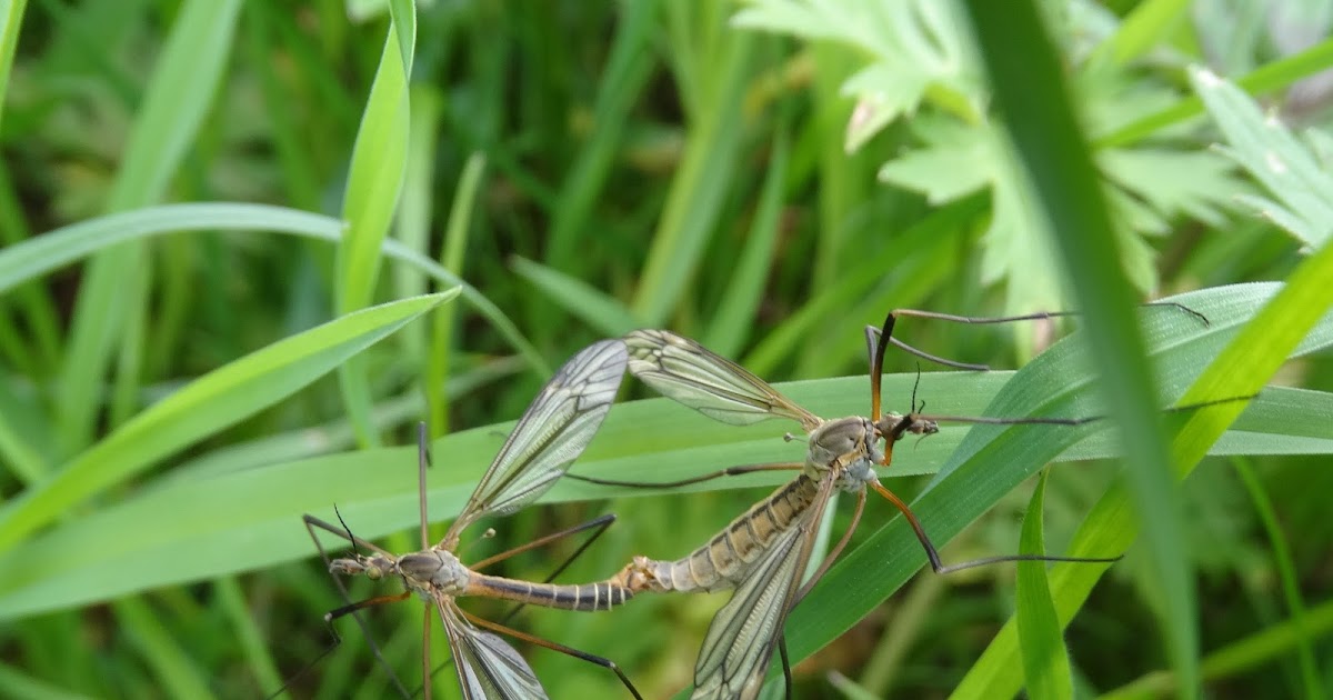 oog voor de natuur: Parende langpootmuggen van de soort Tipula vernalis ...