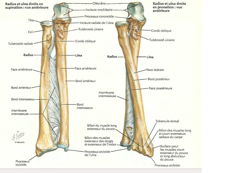 le dimanche indo-européen: Être stylite sur un stylobate, ça le fait ...