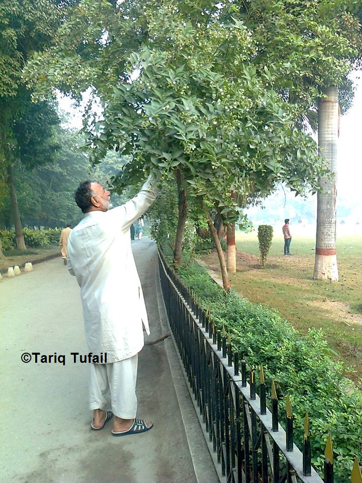 Night-Flowering Jasmine - Coral Jasmine - Nyctanthes Arbor-Tristis ...