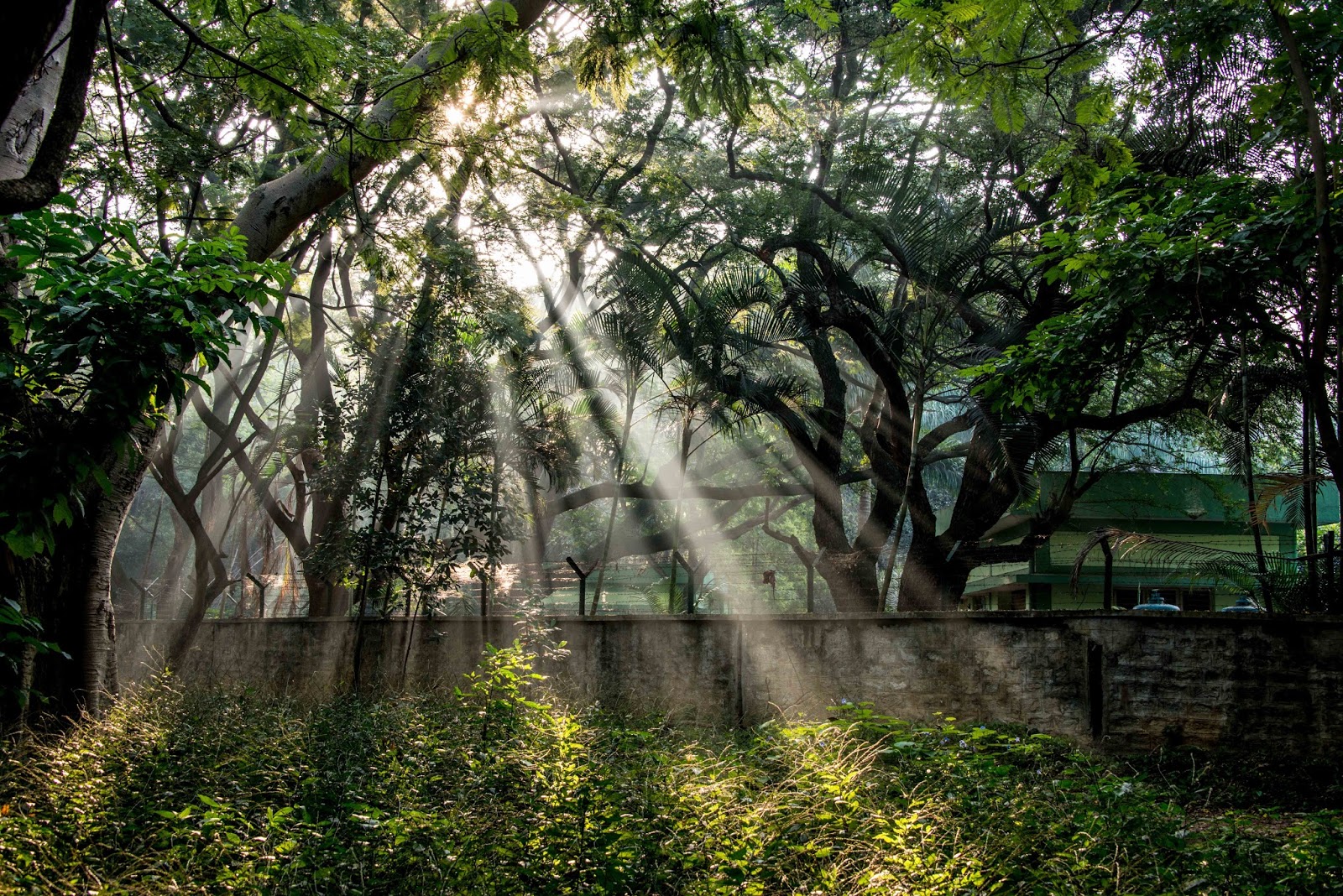 Flashback: A pleasant morning at Cubbon Park, Bangalore