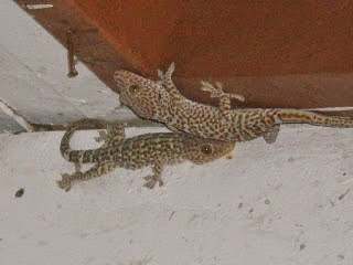 Gambar Cicak | Dunia Binatang