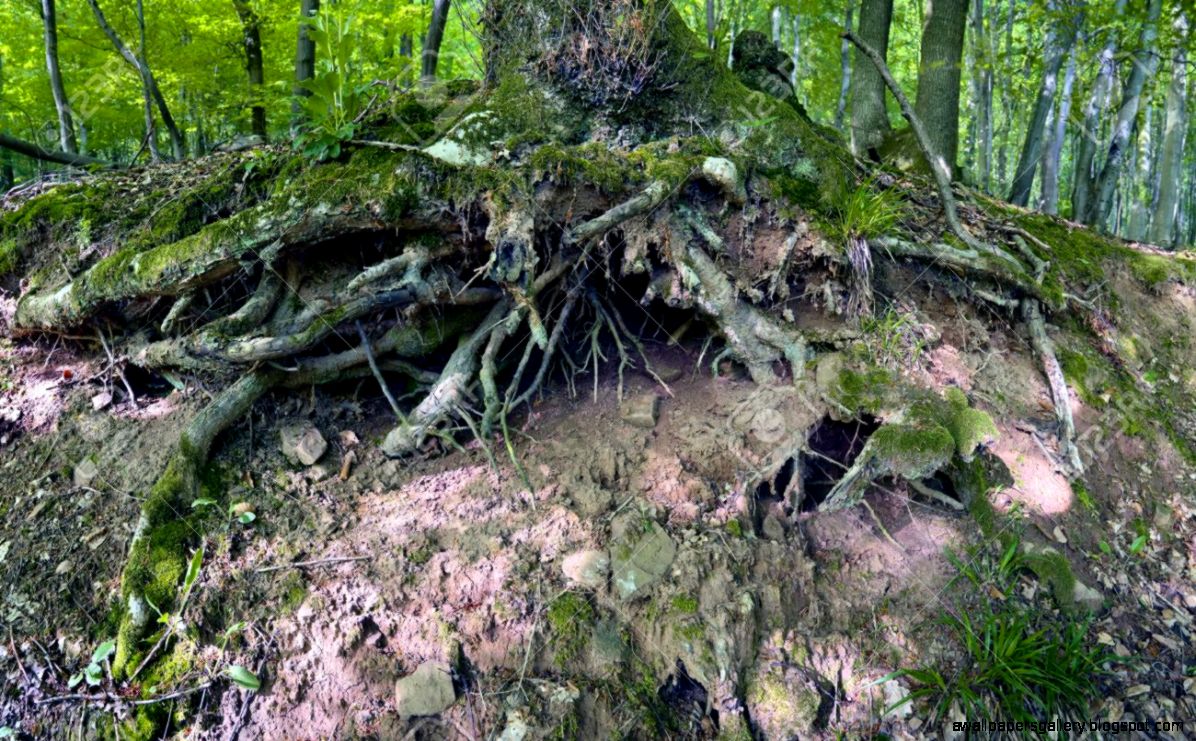 Oak Tree With Roots | Wallpapers Gallery