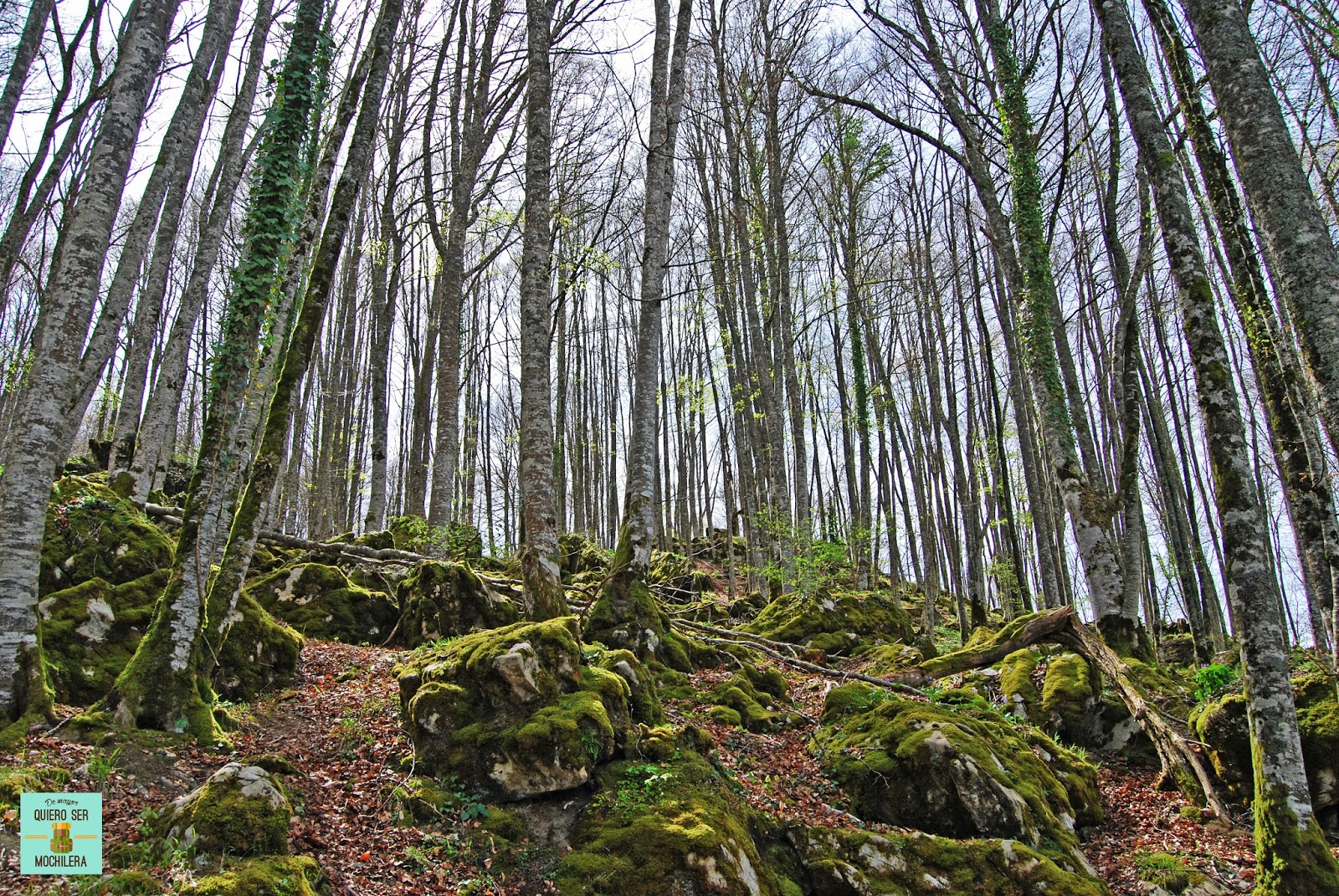 Qué ver en la SELVA DE IRATI y sus alrededores (Navarra)