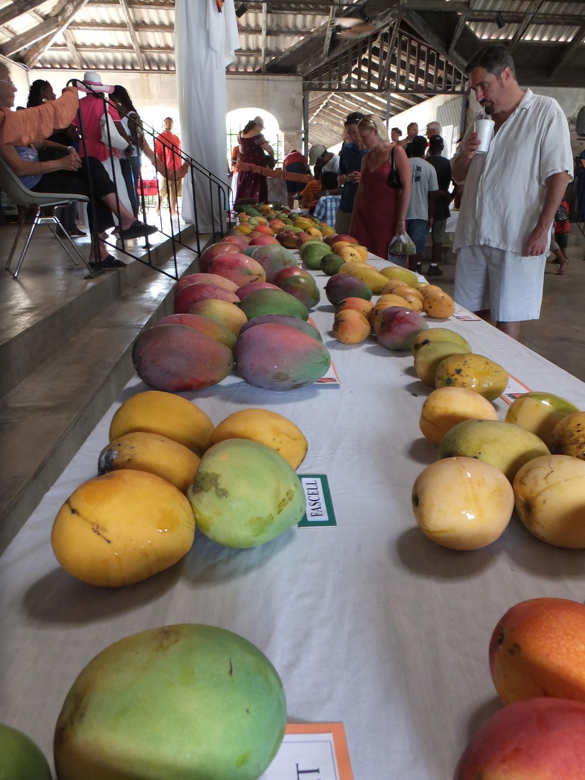Humanity Squared: St. Croix's Mango Melee