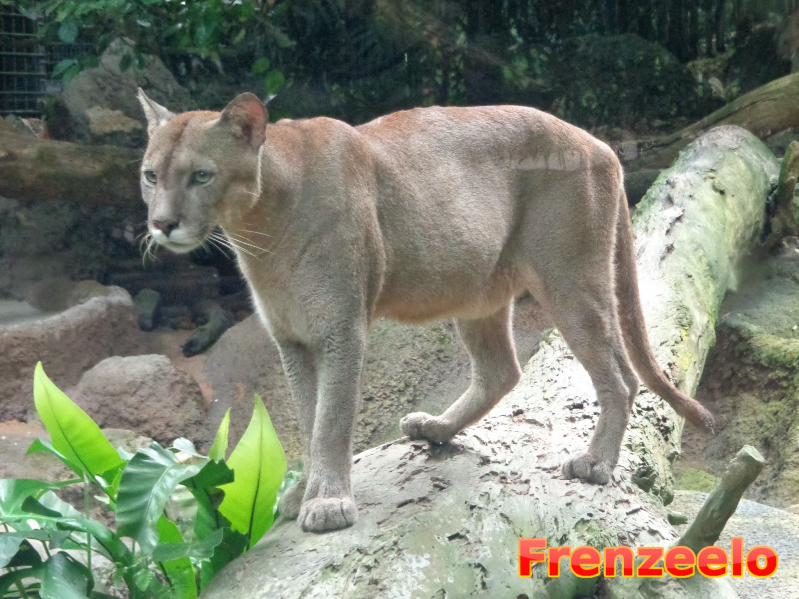 Frenzeelo: Zoos in Singapore - Singapore Zoo
