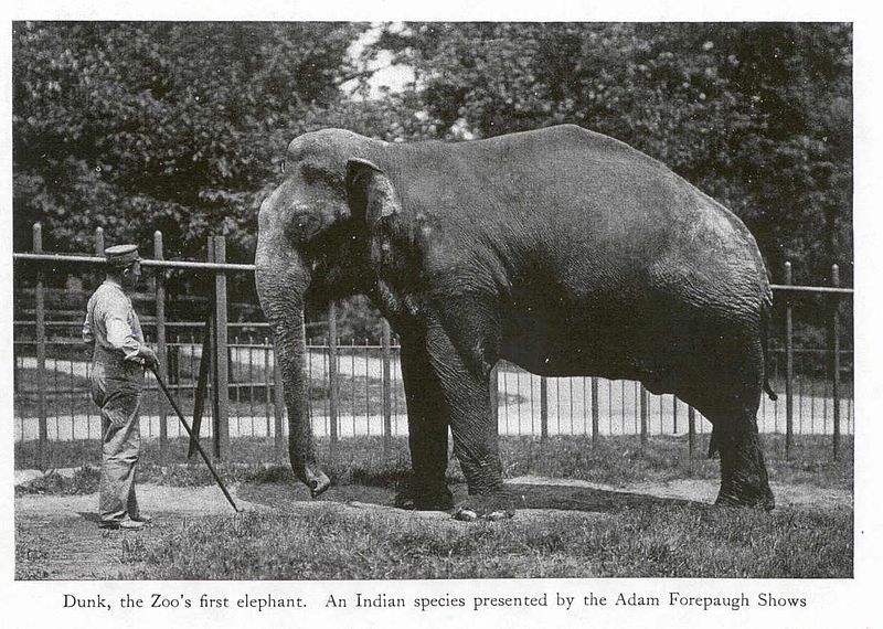 An Elephant a Day: Elephant No. 345: Peanuts