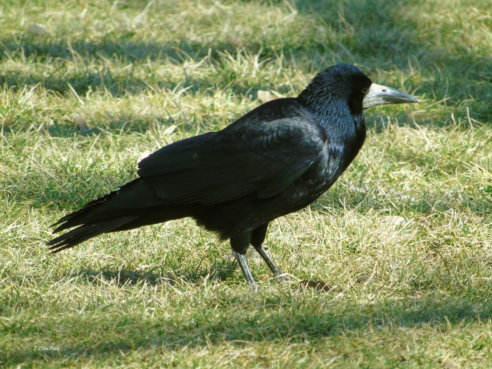 PASARI DIN ROMANIA: CIOARA DE SEMANATURA, Corvus frugilegus