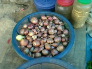 MAIN FEATURES OF OLERICULTURE: CLASSIFICATION OF VEGETABLES