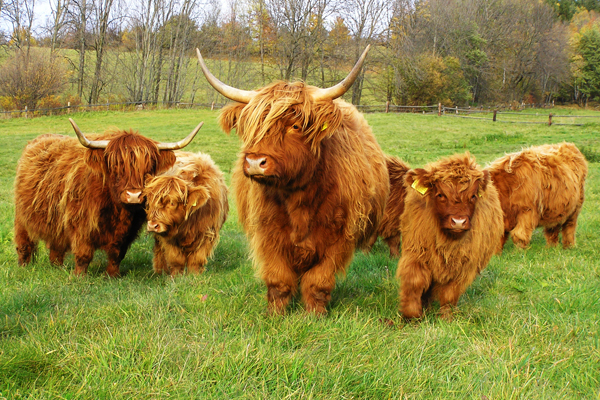 Willowbrook Park: The Willowbrook Highland Cattle Fold...