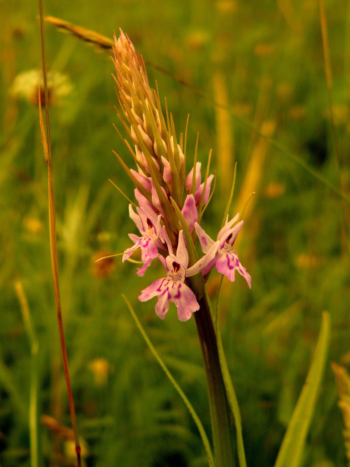 Peter Lovett's ramblings : Some native orchids of the High Weald of ...