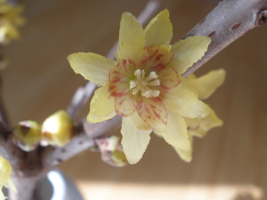 MARIETTE'S BACK TO BASICS: {Our Wintersweet - Chimonanthus praecox}