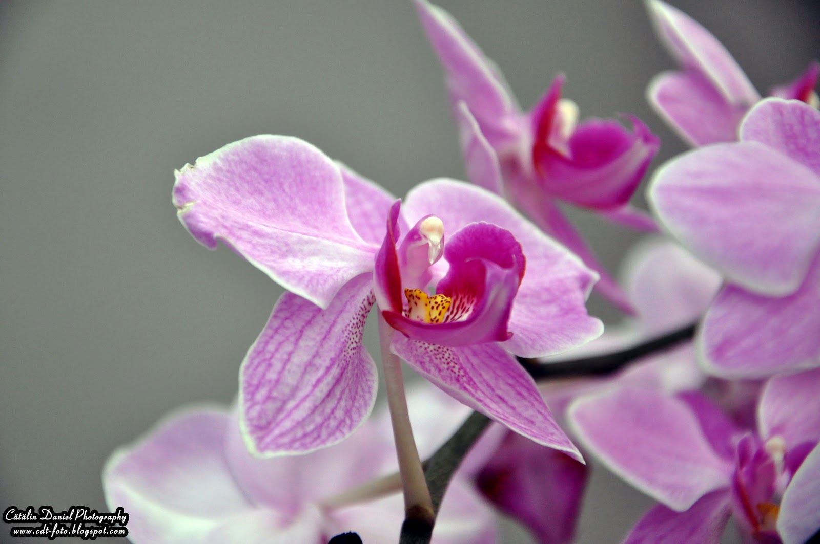 Catalin Daniel Toma Photography: Orhidee