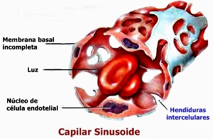 Intercambio capilar de líquidos, nutrientes y hormonas