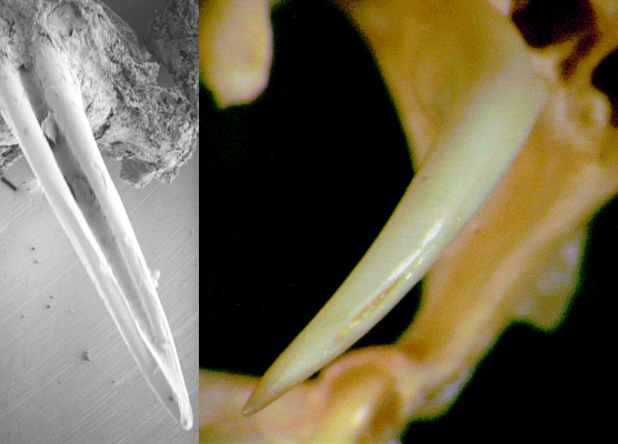 Serpent Research: Venom in Open Grooved Fangs