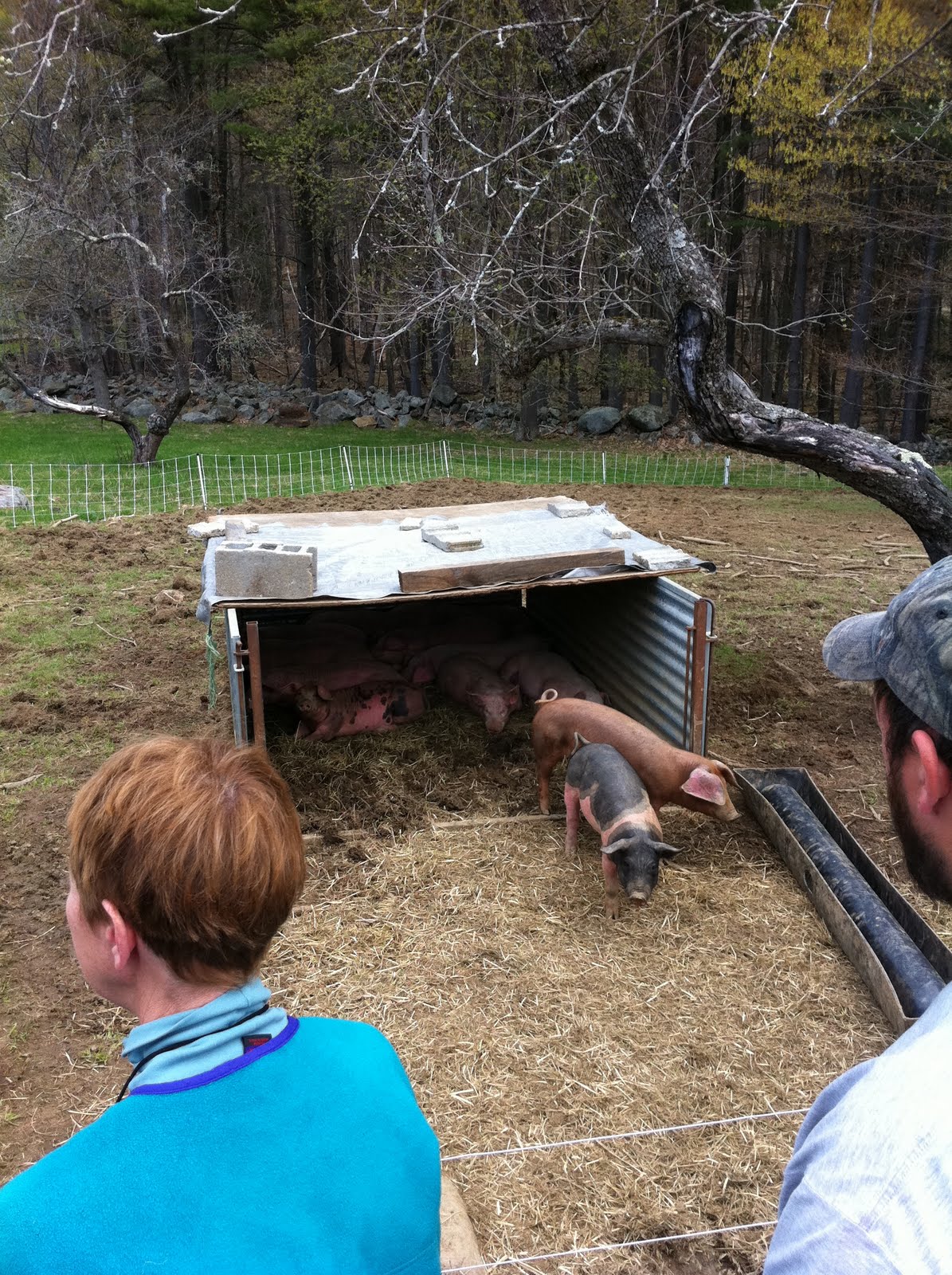 Black Brook Farm Growers: There's more than one way to fence a pig