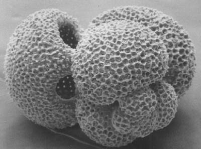 FORAMINIFERA ~ GEOLOGY