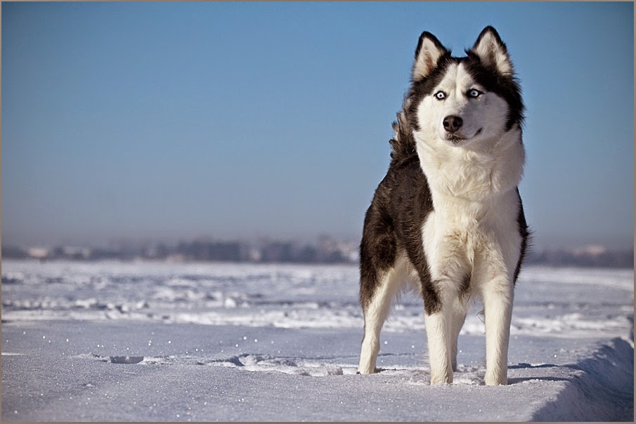 Сибірський хаскі