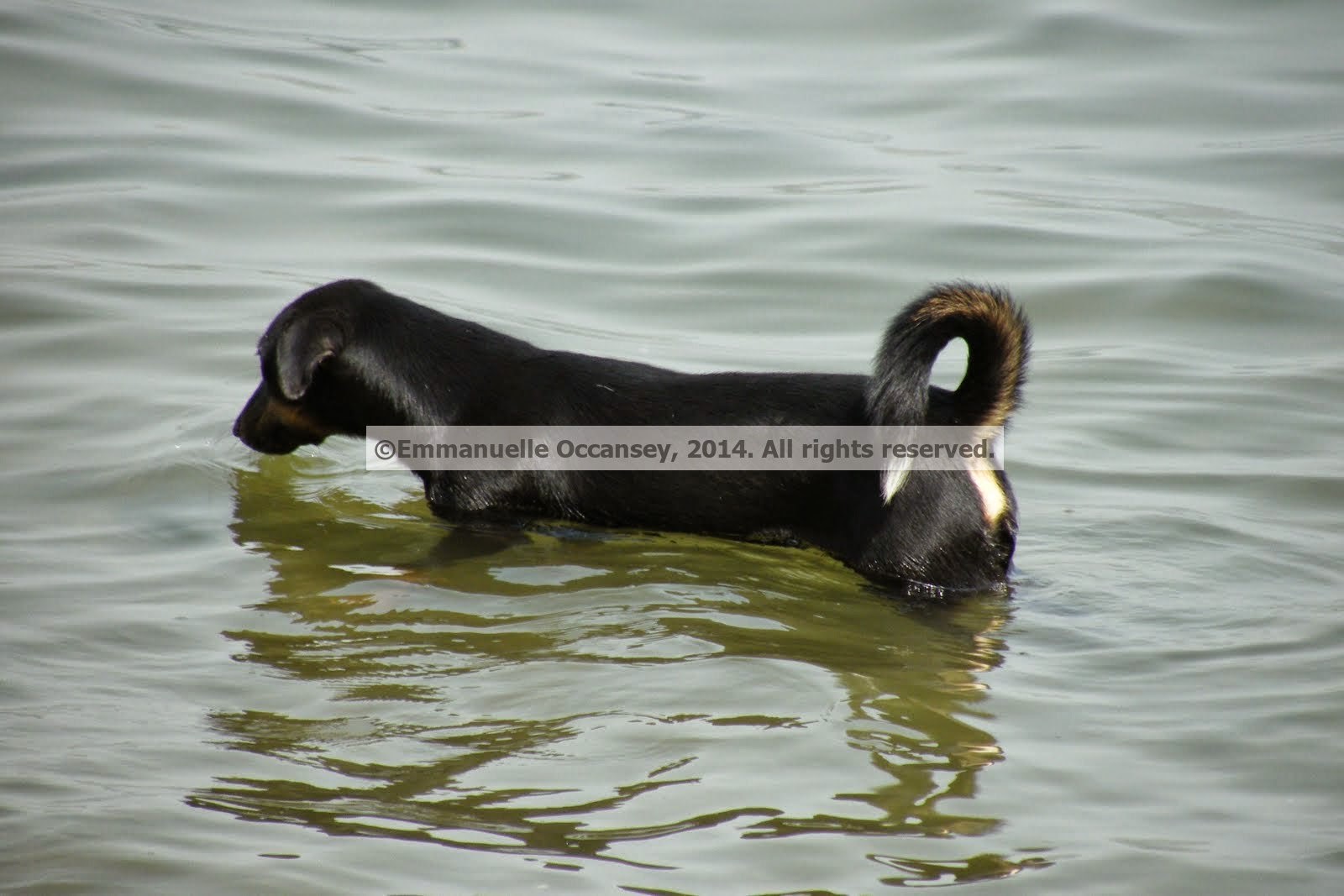 West African Dogs: Lake Bosumtwi, Ashanti Region, Ghana
